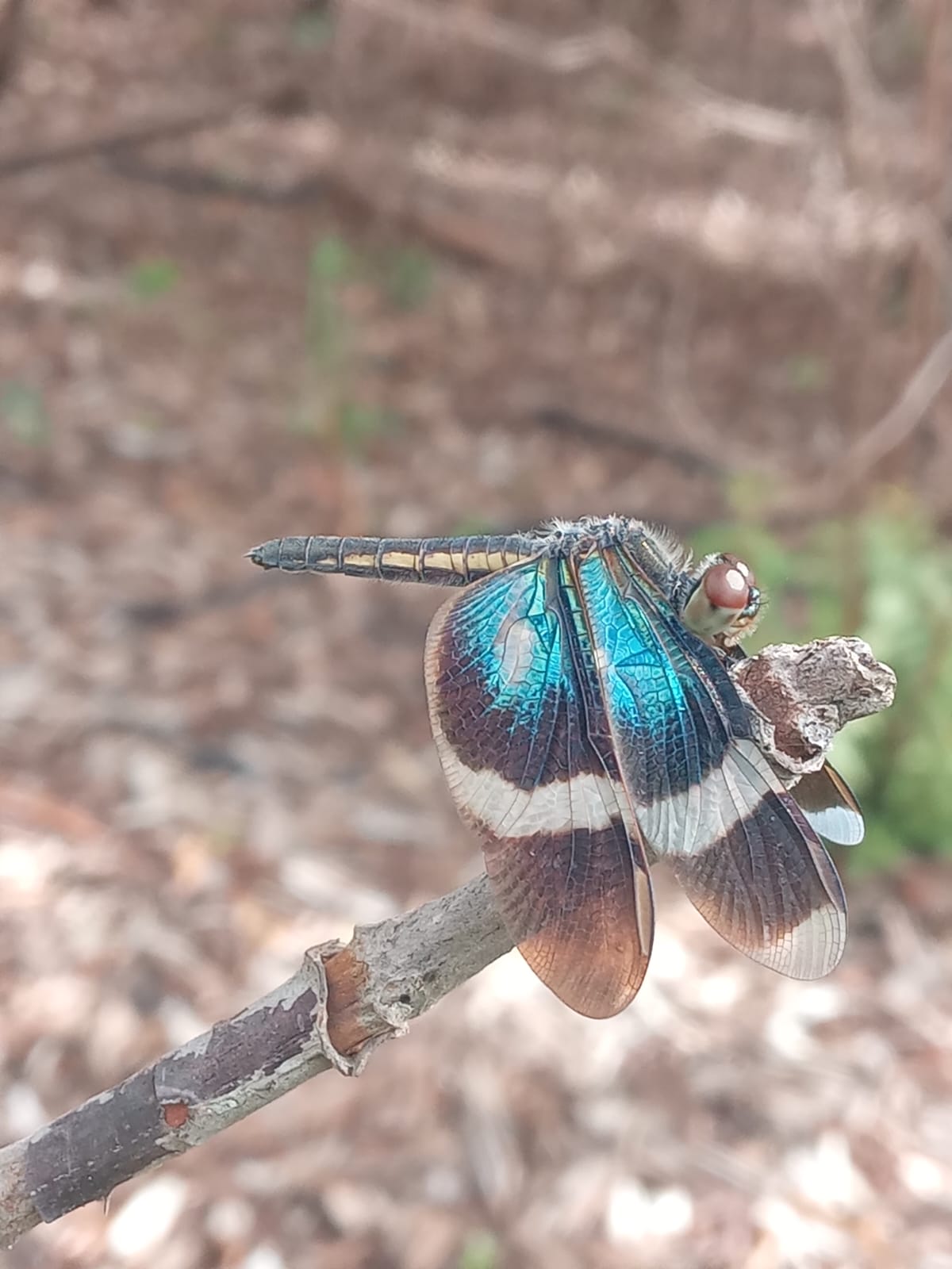 Cientistas são convidados para a 1ª avaliação de risco da fauna em ...
